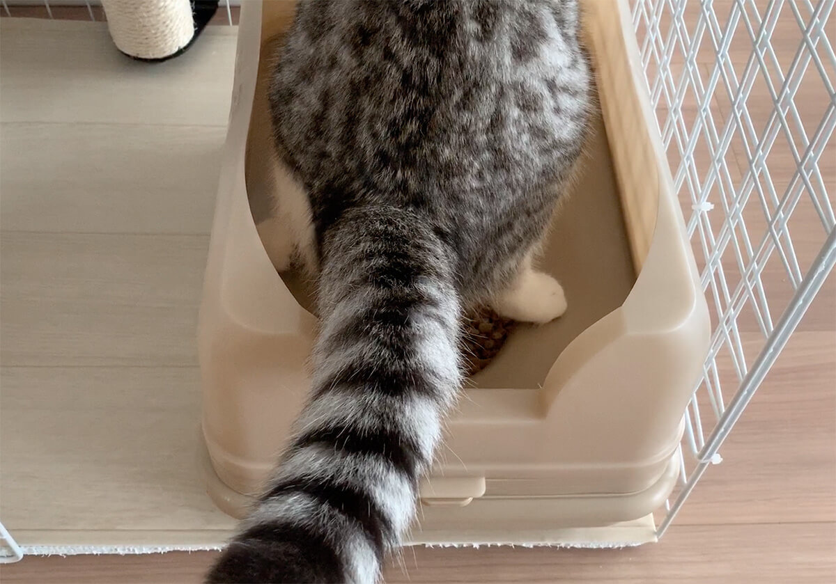 猫がウンチを踏む！おまる式猫トイレ「キャットワレ」で解決しました。 | ウチブログ